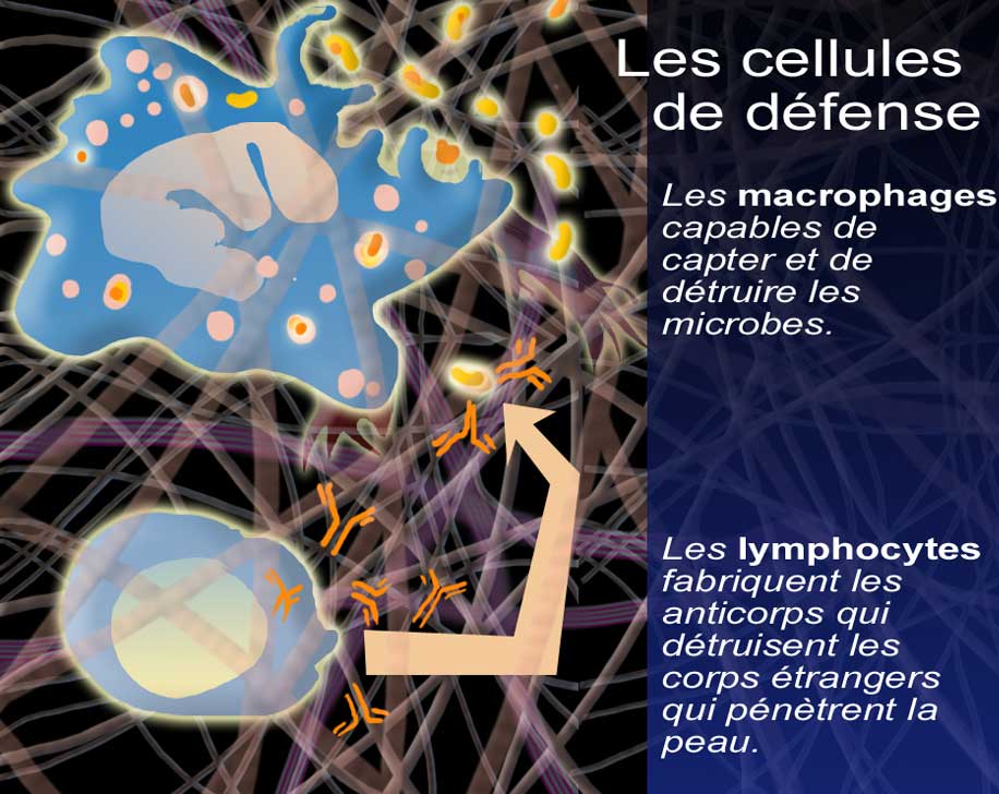 DERMATO-INFO, les fonctions de la peau